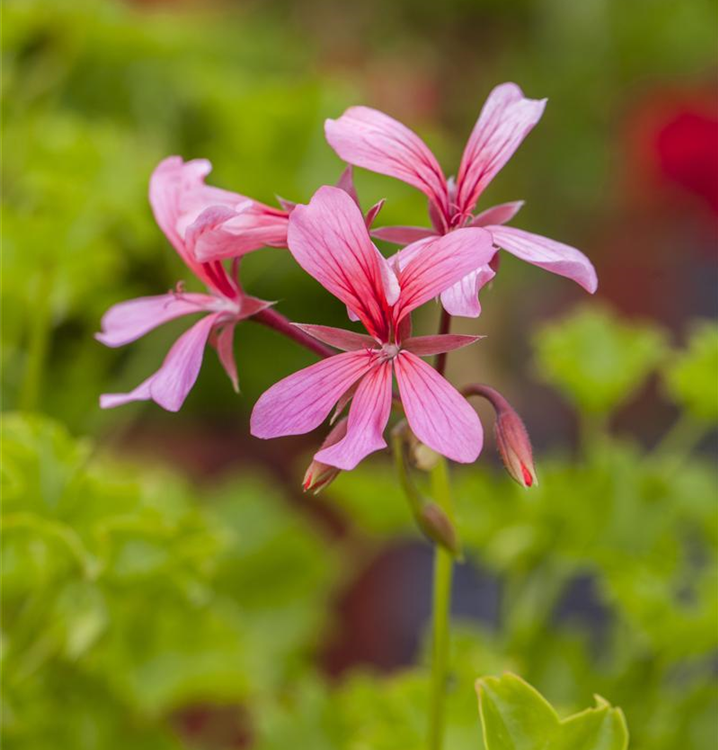Pelargonium Peltatum Gruppe