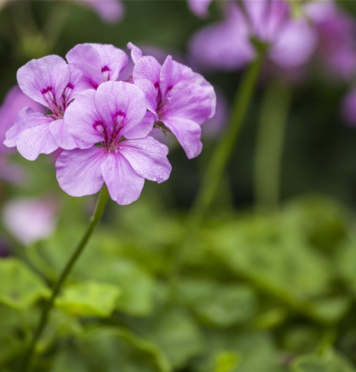 Pelargonium Peltatum Gruppe