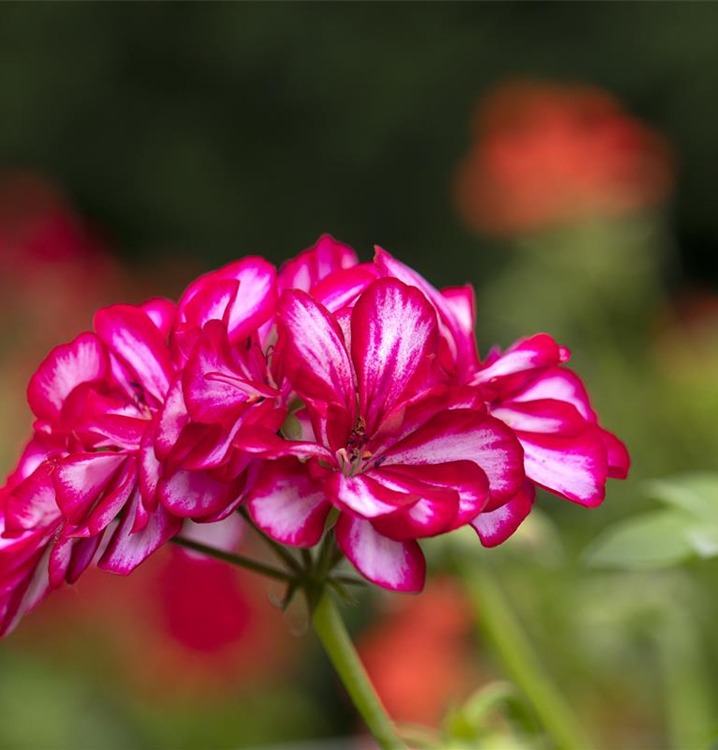 Pelargonium Peltatum Gruppe