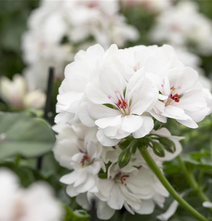 Pelargonium Peltatum Gruppe