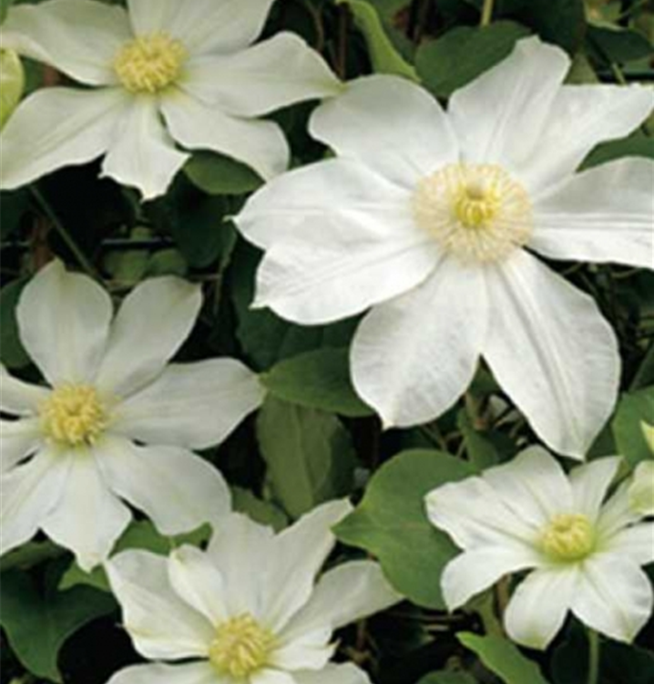 Clematis 'Moonlight'