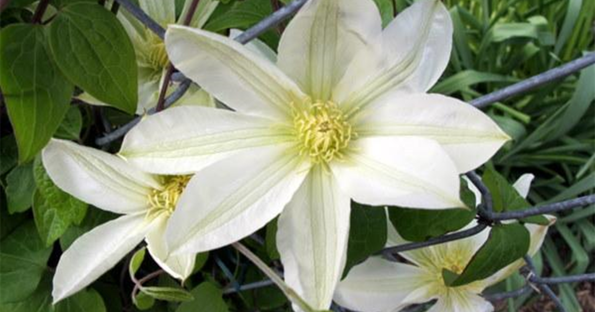 Clematis 'Moonlight'