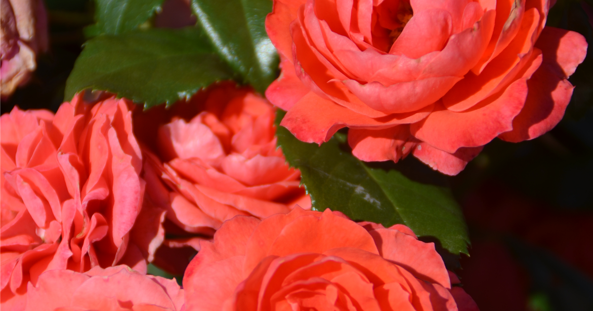 Rosa 'Cherry Girl'®