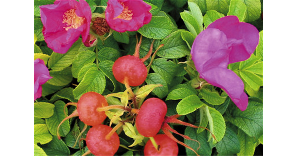 Rosa Rugosa