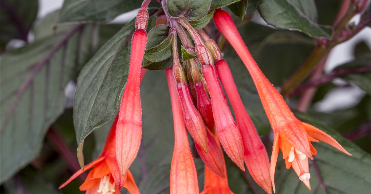 Fuchsia fulgens