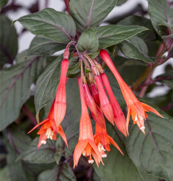 Fuchsia fulgens