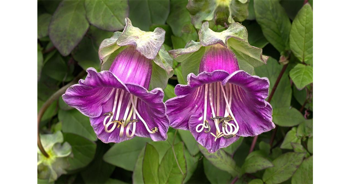 Cobaea scandens